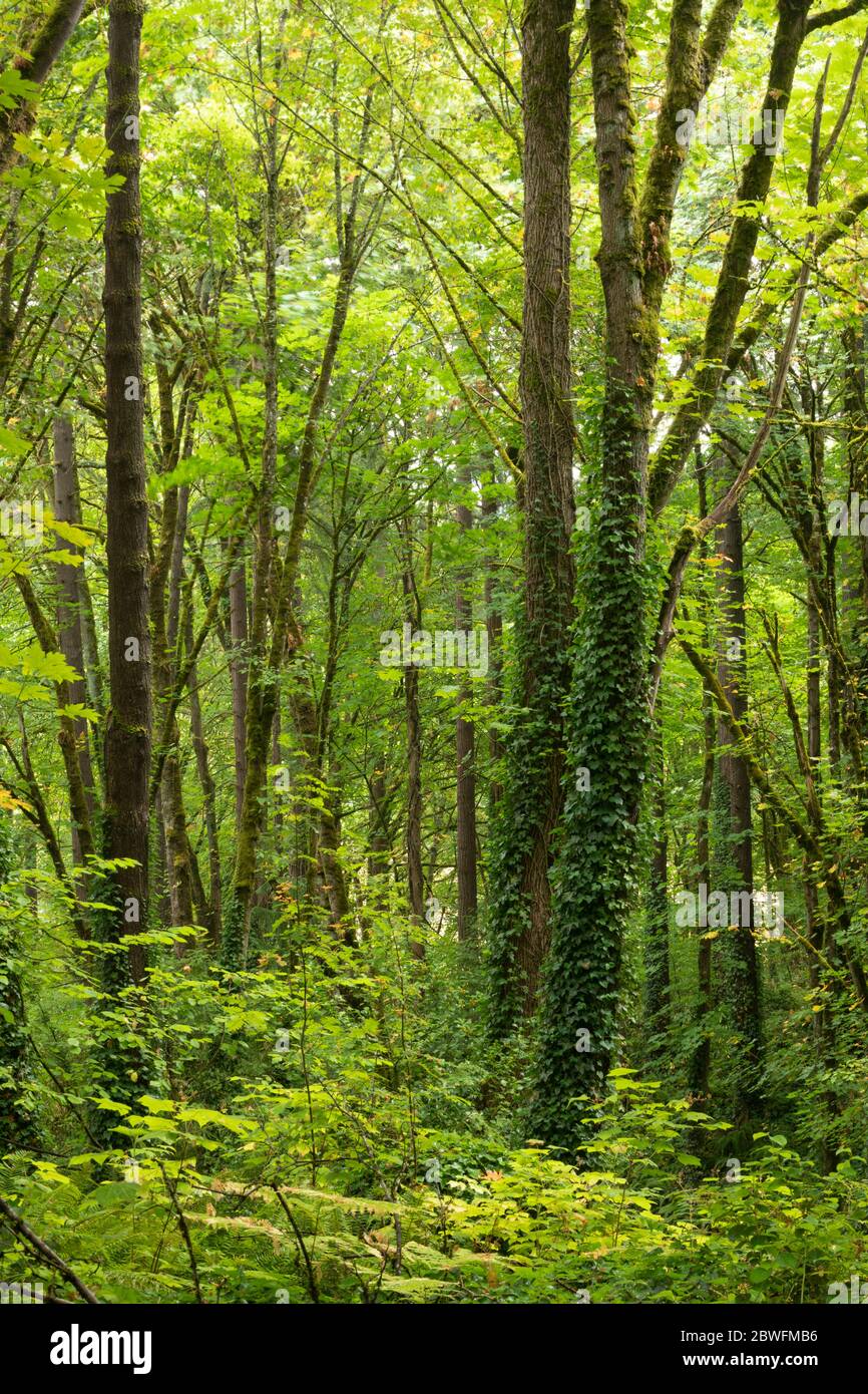 Forest, Portland, Oregon, USA Stock Photo - Alamy