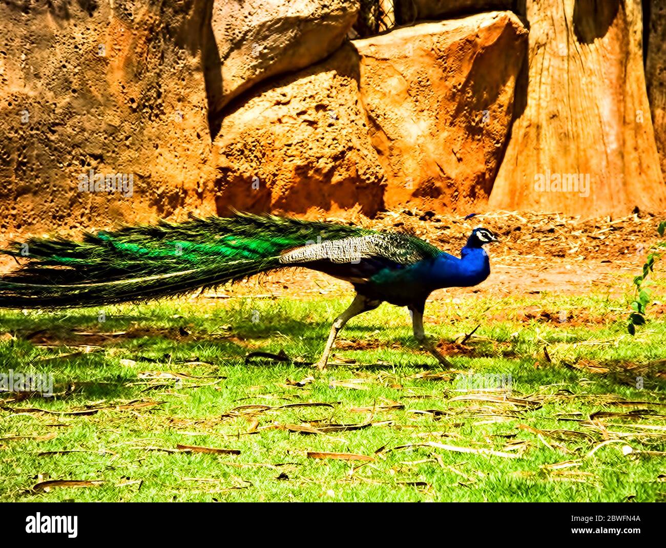 Peacock is walking in the garden Stock Photo - Alamy
