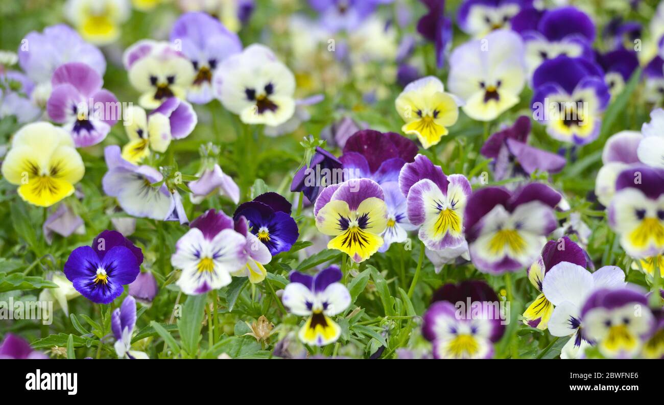 pansy flower plant natural background, summer time Stock Photo - Alamy