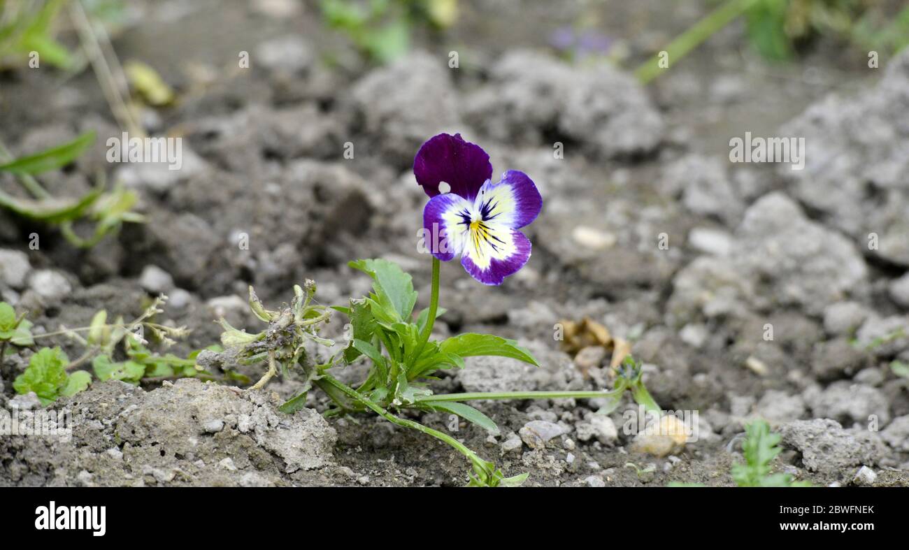 pansy flower plant natural background, summer time Stock Photo - Alamy