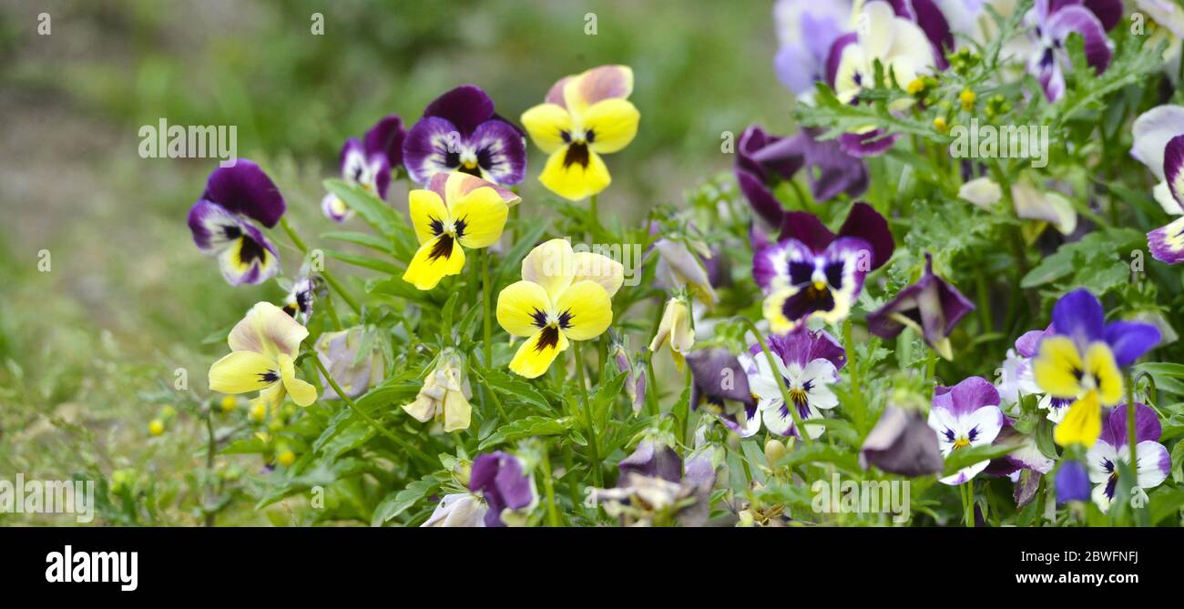 pansy flower plant natural background, summer time Stock Photo - Alamy