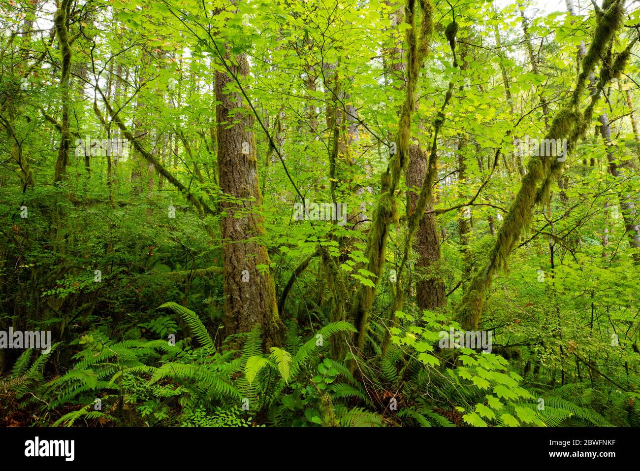 Forest view in Portland, Oregon, USA Stock Photo - Alamy