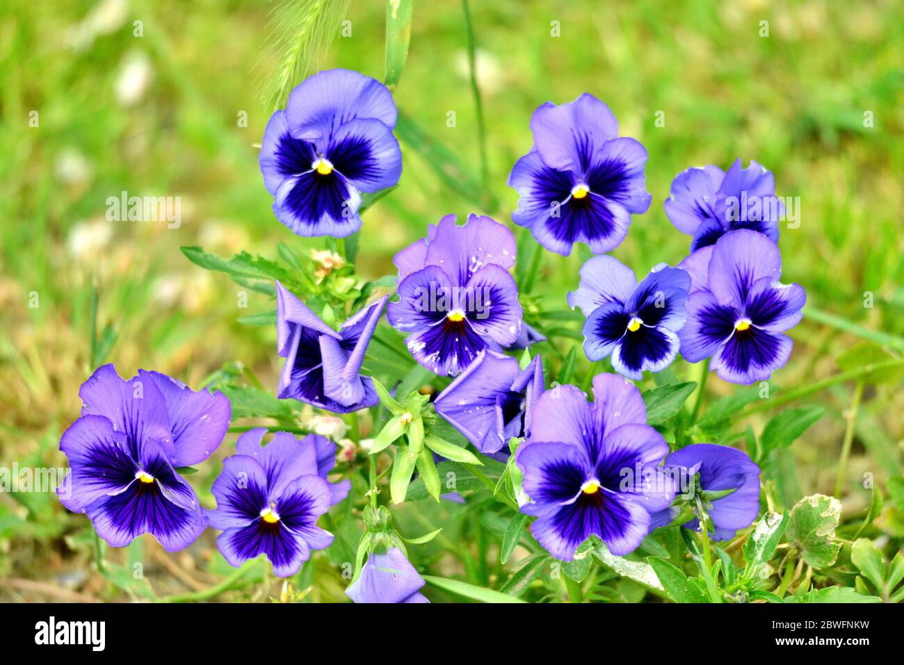 pansy flower plant natural background, summer time Stock Photo - Alamy
