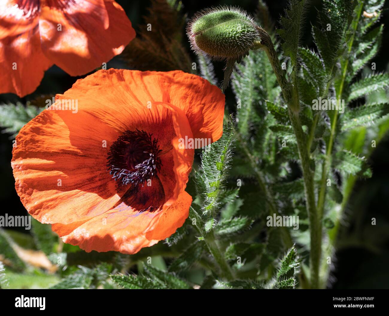Lance shaped leaf hi-res stock photography and images - Alamy
