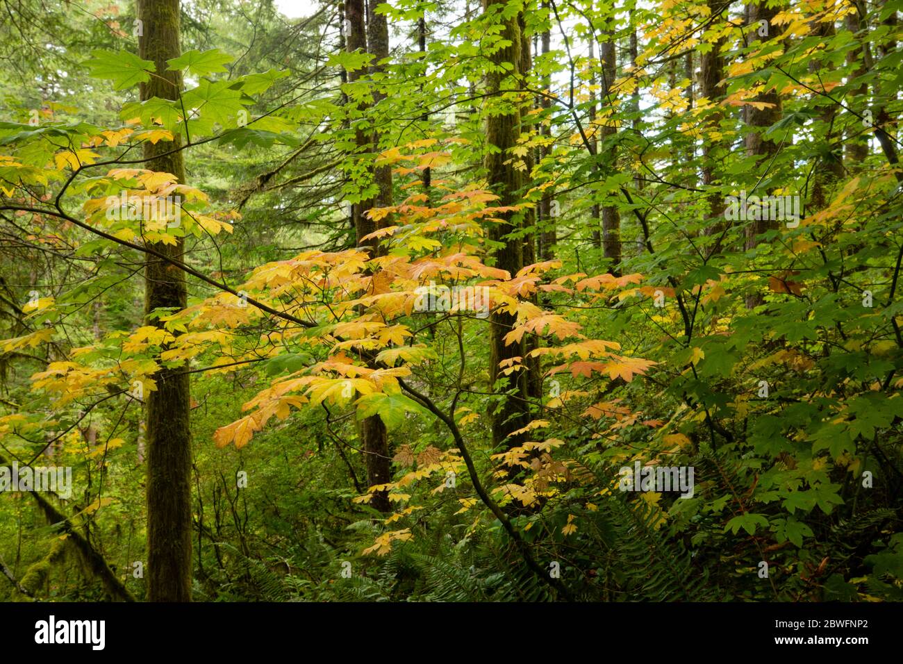 Portland trees oregon hi-res stock photography and images - Alamy
