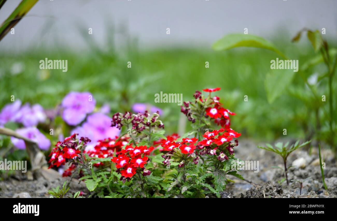 Flower pense pansy hi-res stock photography and images - Alamy