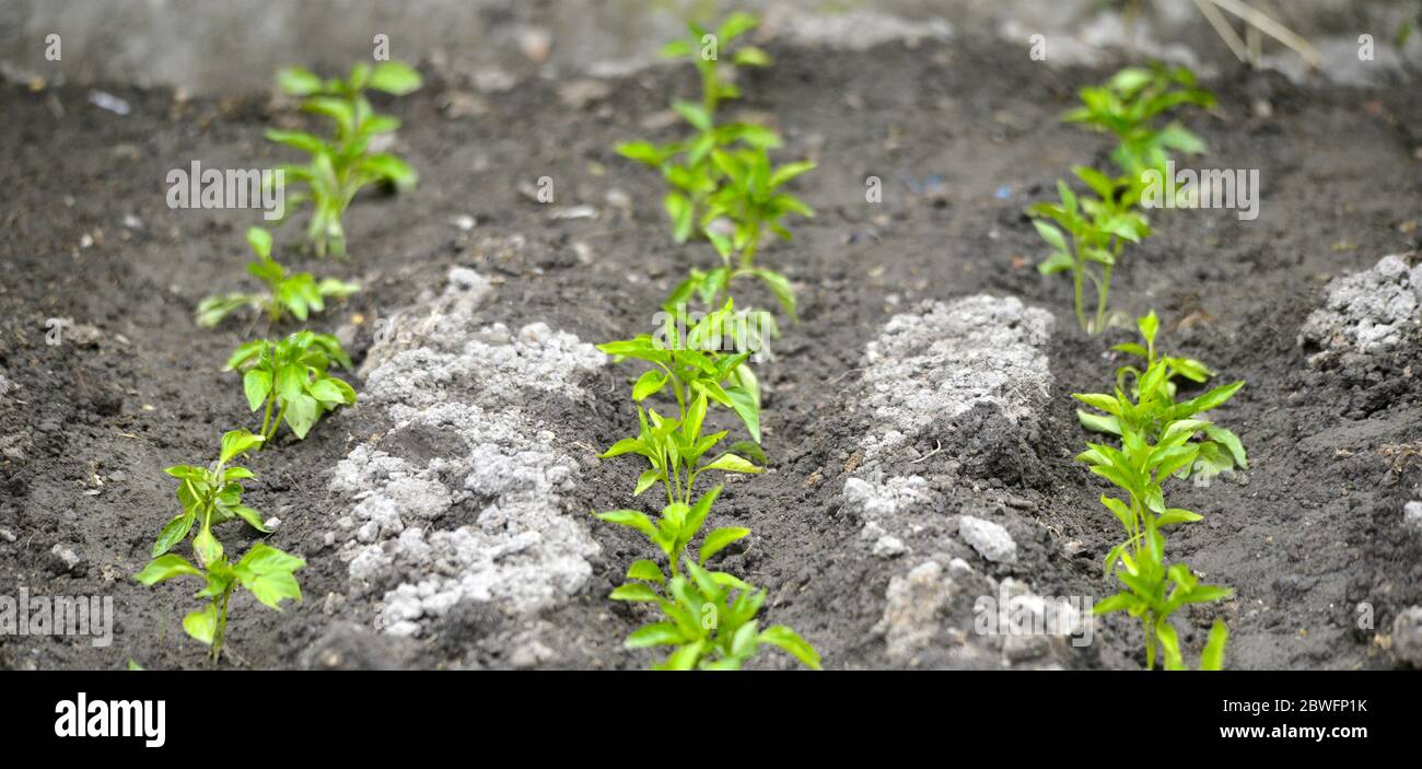 vegetable garden in spring image Stock Photo - Alamy