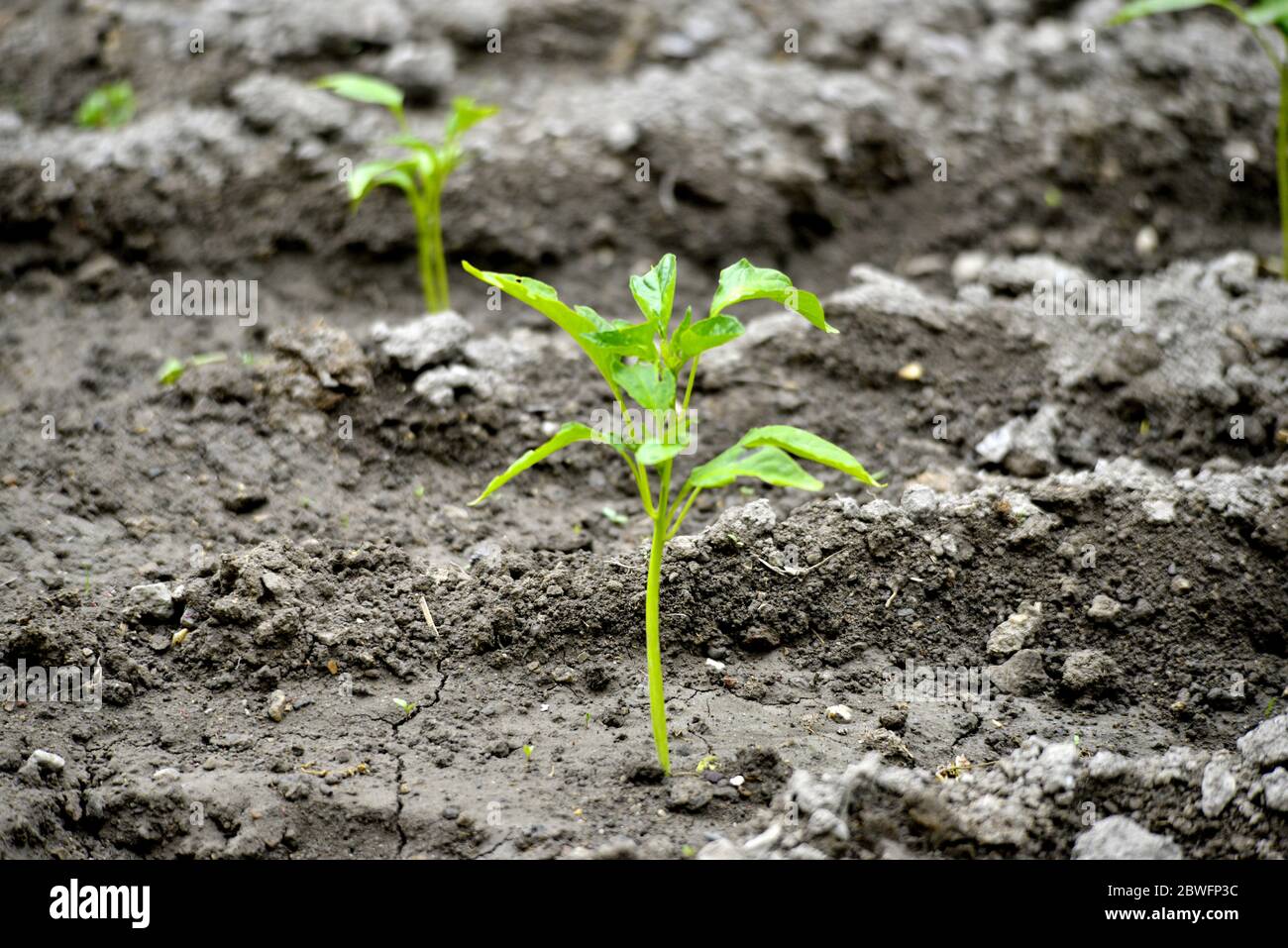 vegetable garden in spring image Stock Photo - Alamy