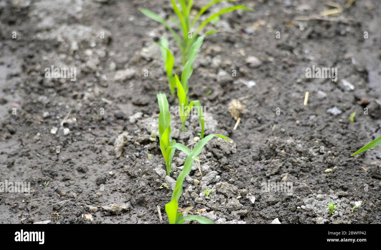 vegetable garden in spring image Stock Photo - Alamy