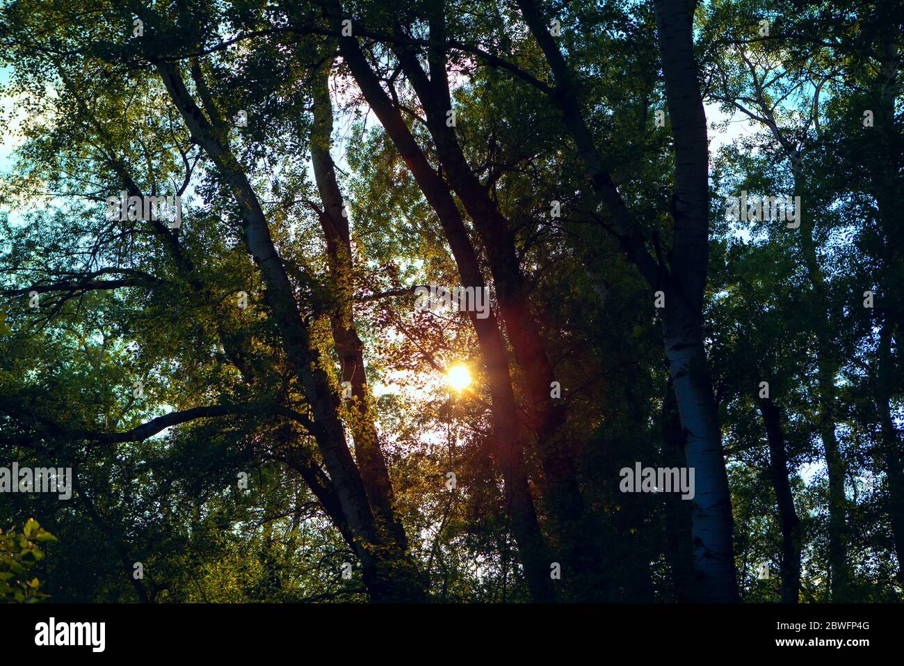 sunbeam in the branches of the trees Stock Photo - Alamy