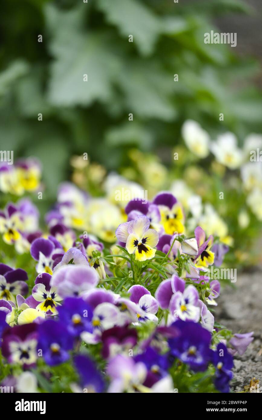pansy flower plant natural background, summer time Stock Photo - Alamy