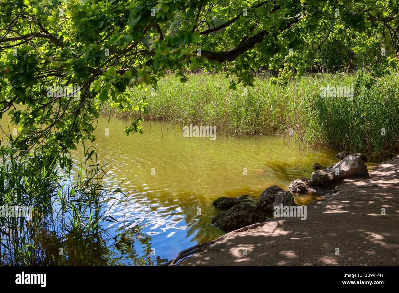 summer nature at lake shore with shadow Stock Photo - Alamy