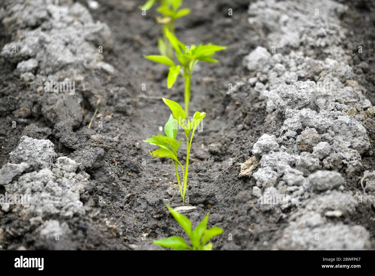 vegetable garden in spring image Stock Photo - Alamy