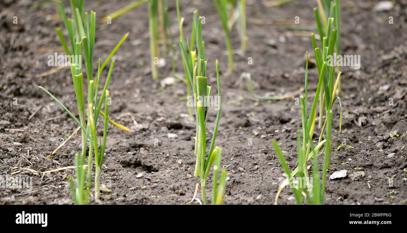 vegetable garden in spring image of garlic Stock Photo - Alamy