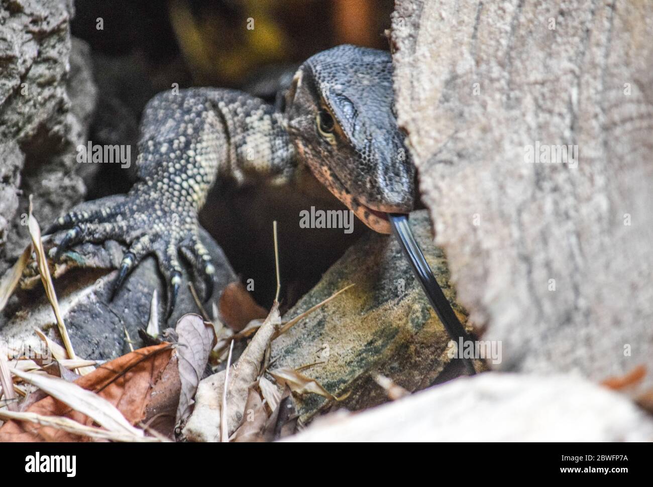 Asian water monitor teeth hi-res stock photography and images - Alamy