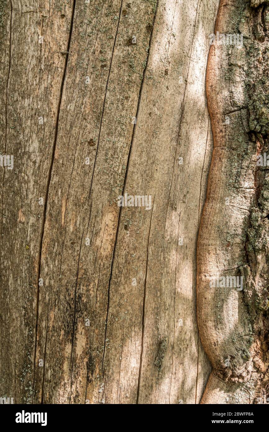 Sick tree hi-res stock photography and images - Alamy