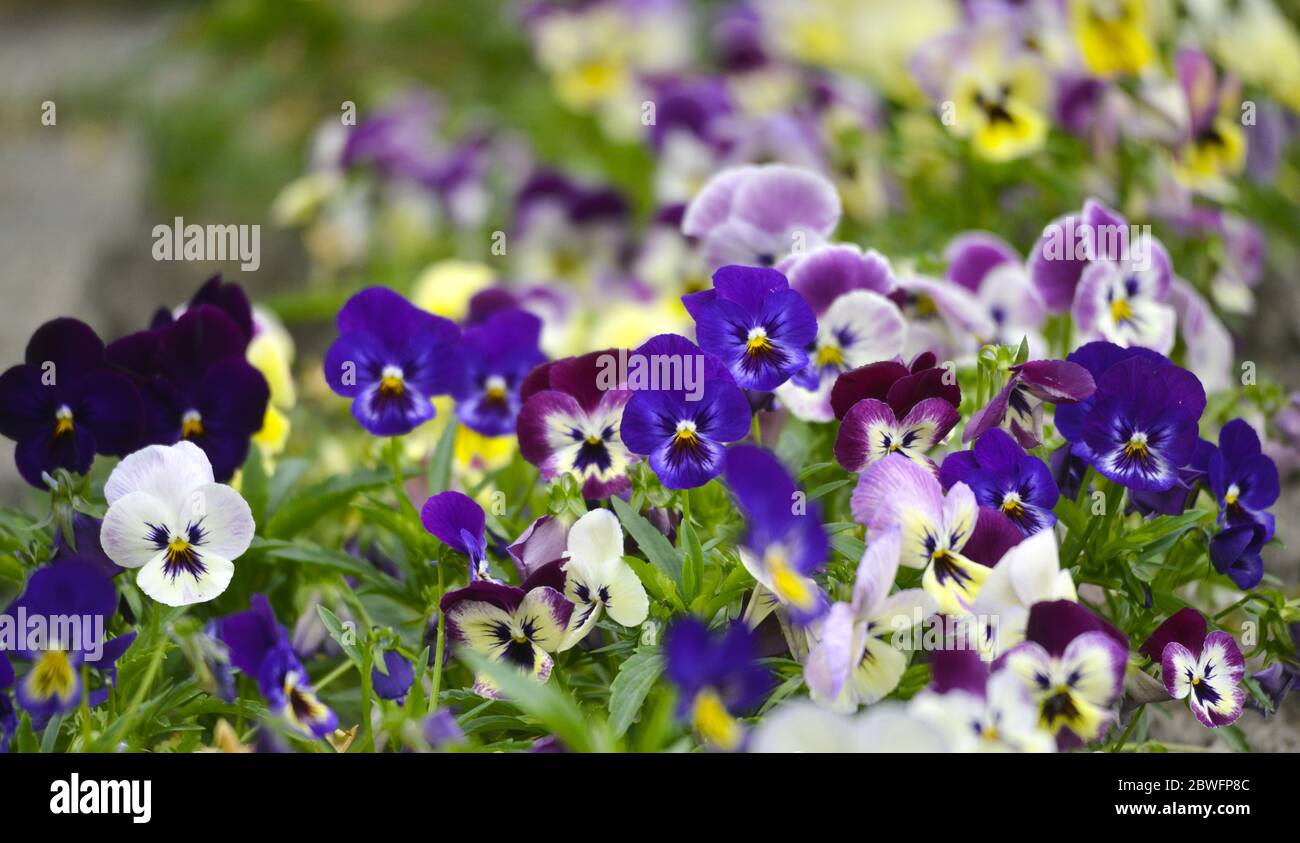 pansy flower plant natural background, summer time Stock Photo - Alamy