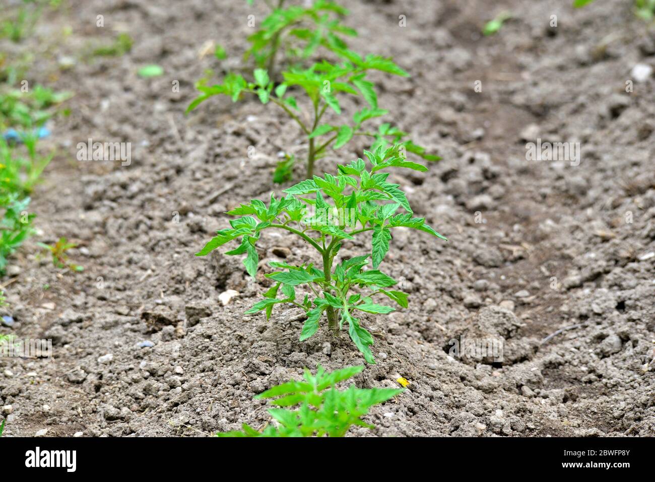 vegetable garden in spring image Stock Photo - Alamy