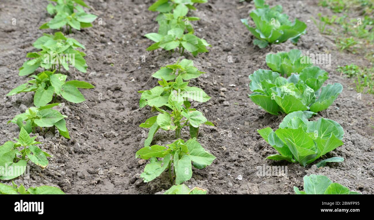 vegetable garden in spring image Stock Photo - Alamy