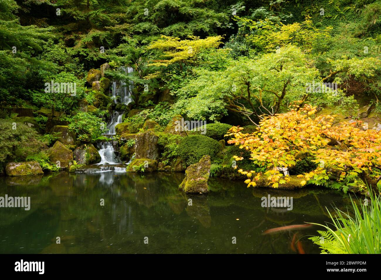 View of Japanese Garden with trees, bushes, pond and waterfall ...