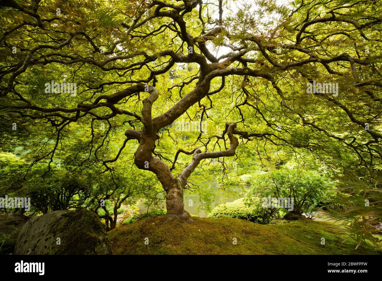 Portland japanese garden tree hi-res stock photography and images - Alamy