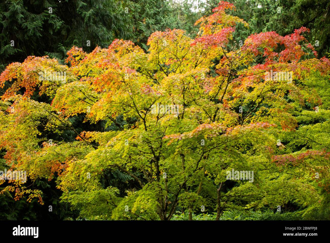 Garden tree hi-res stock photography and images - Alamy