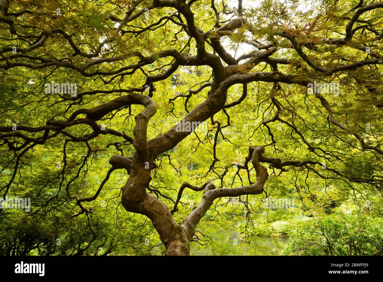 Portland japanese garden tree hi-res stock photography and images - Alamy