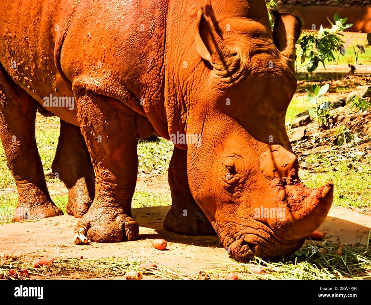 The rhinoceros is eating a lot of fruits, rhinos and red dust Stock ...
