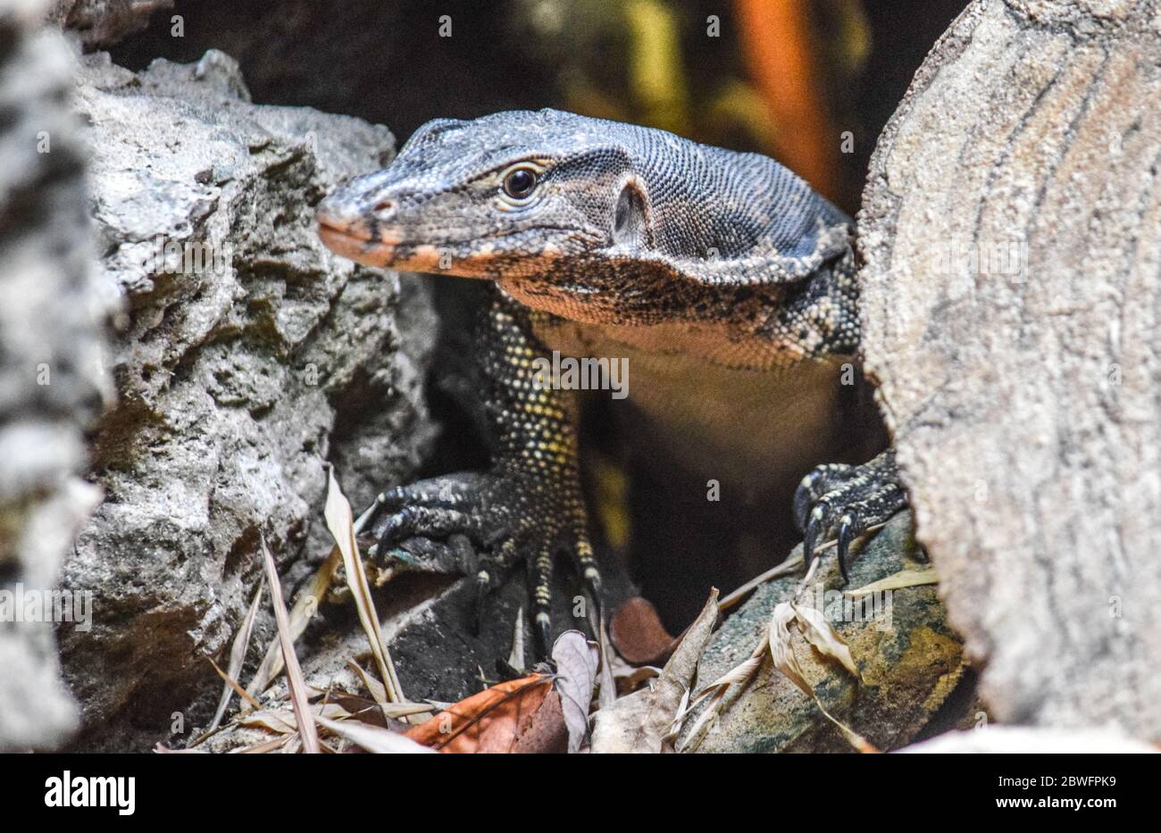 Asian water monitor teeth hi-res stock photography and images - Alamy
