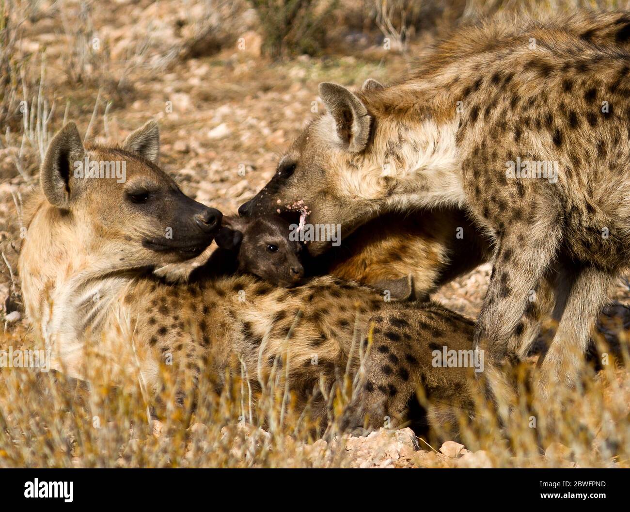 heyna and cubs africa, kgalagadi, kalahari Stock Photo - Alamy