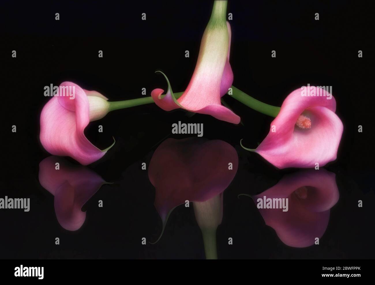 Pink Cala Lily flower trio and their reflections Stock Photo - Alamy