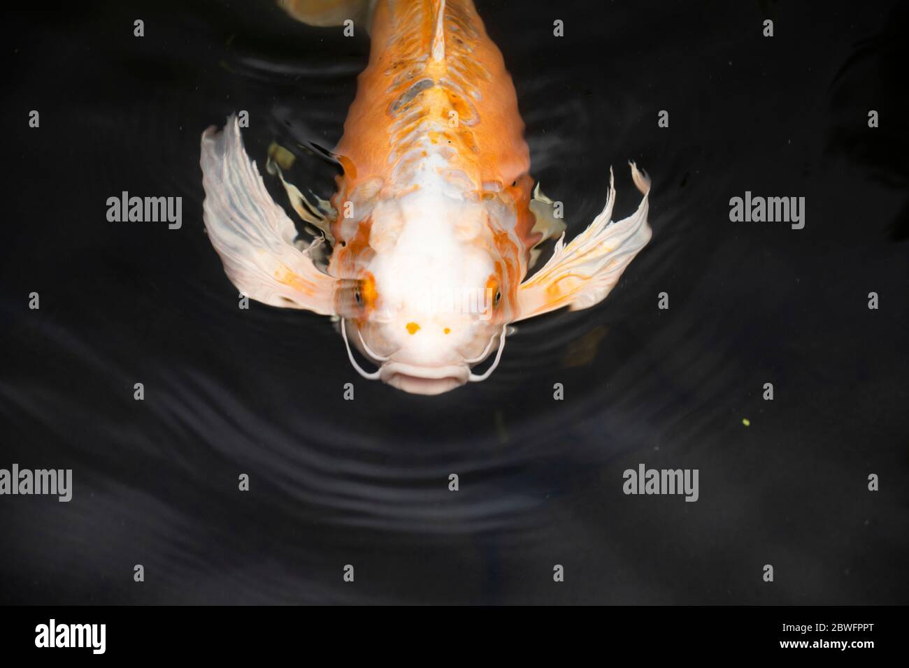 Japanese koi pond hi-res stock photography and images - Alamy