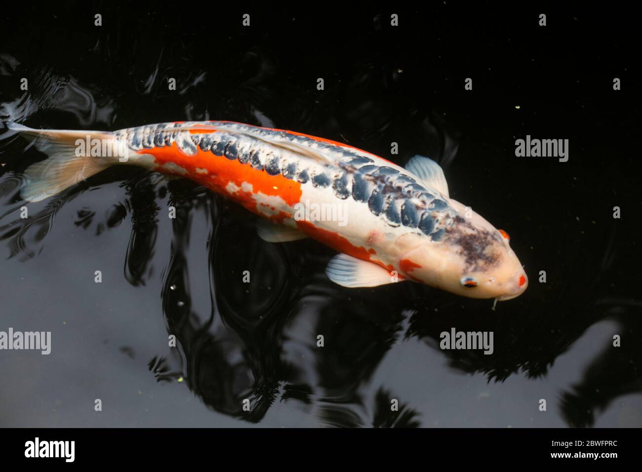 Koi fish japanese garden hi-res stock photography and images - Alamy
