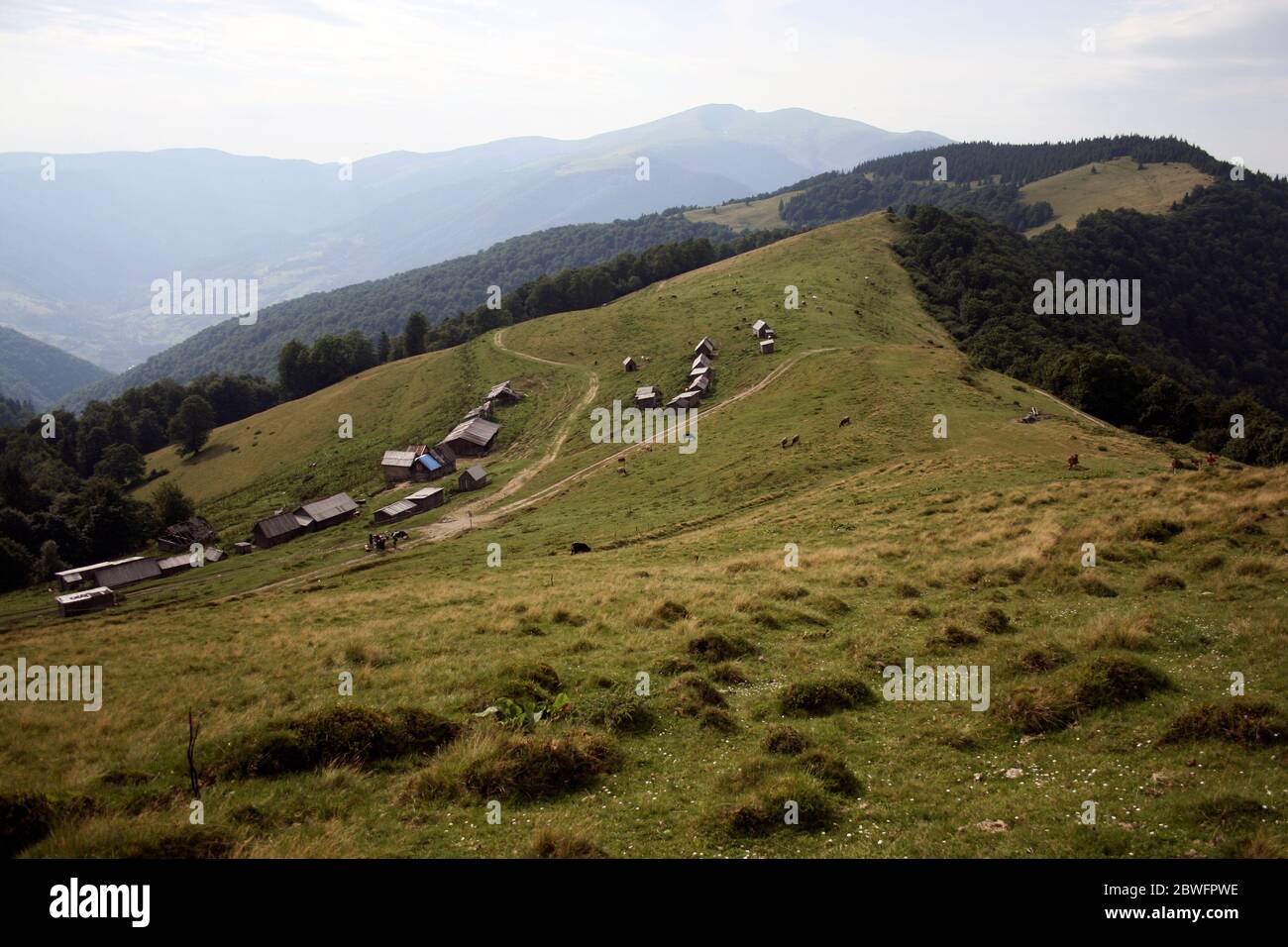 Farm animals aerial view hi-res stock photography and images - Alamy