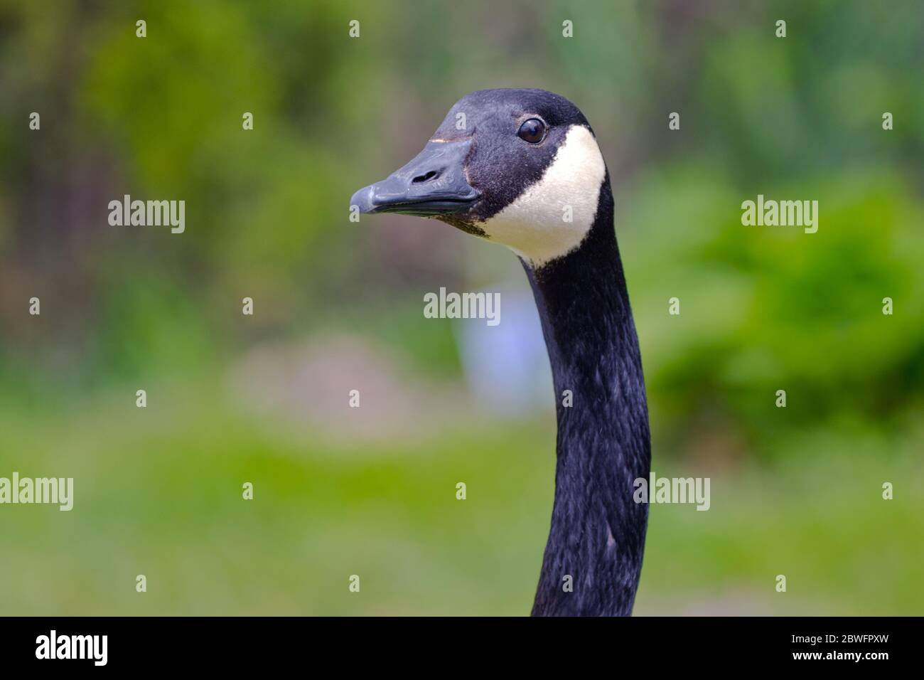 Canada goose neck and face hi-res stock photography and images - Alamy