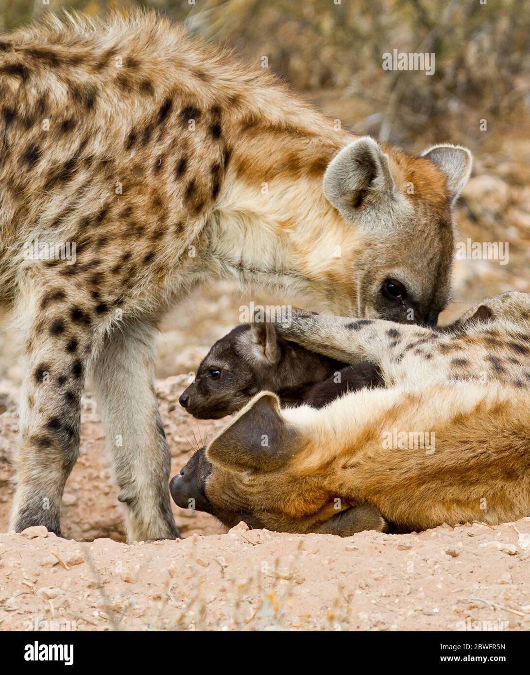 heyna and cubs africa, kgalagadi, kalahari Stock Photo - Alamy