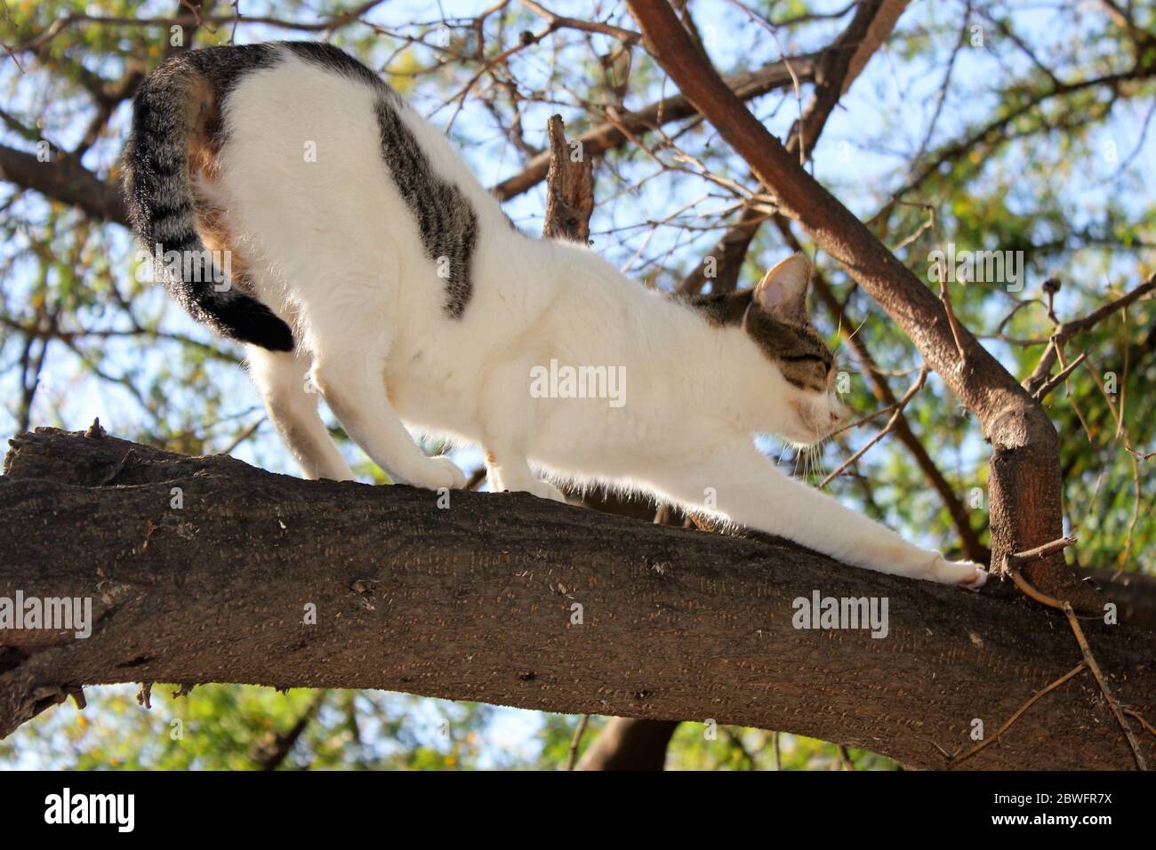 Stray cat on a tree branch Stock Photo - Alamy