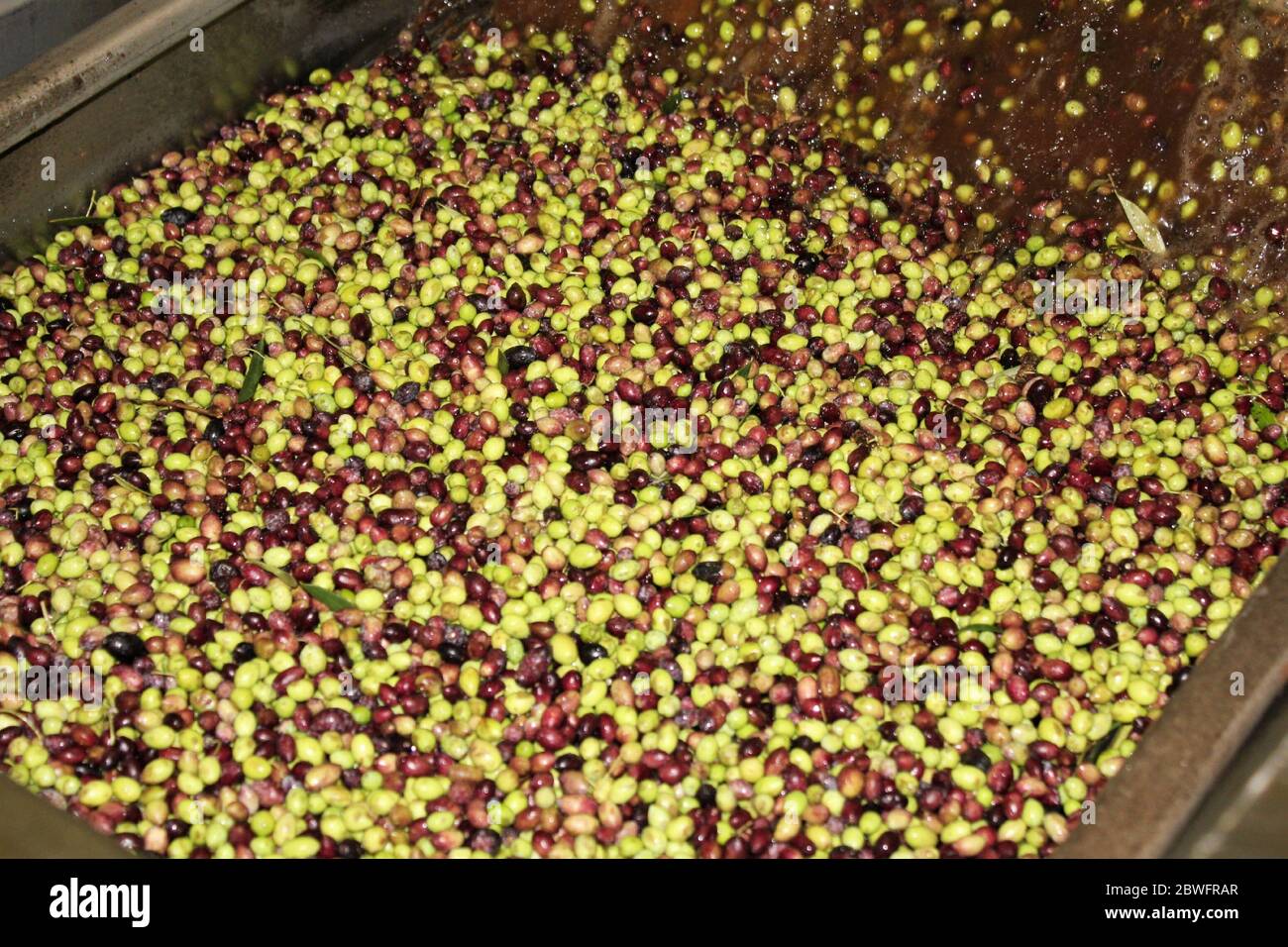 Cleaning olives with fresh water in olive oil mill during extra virgin ...