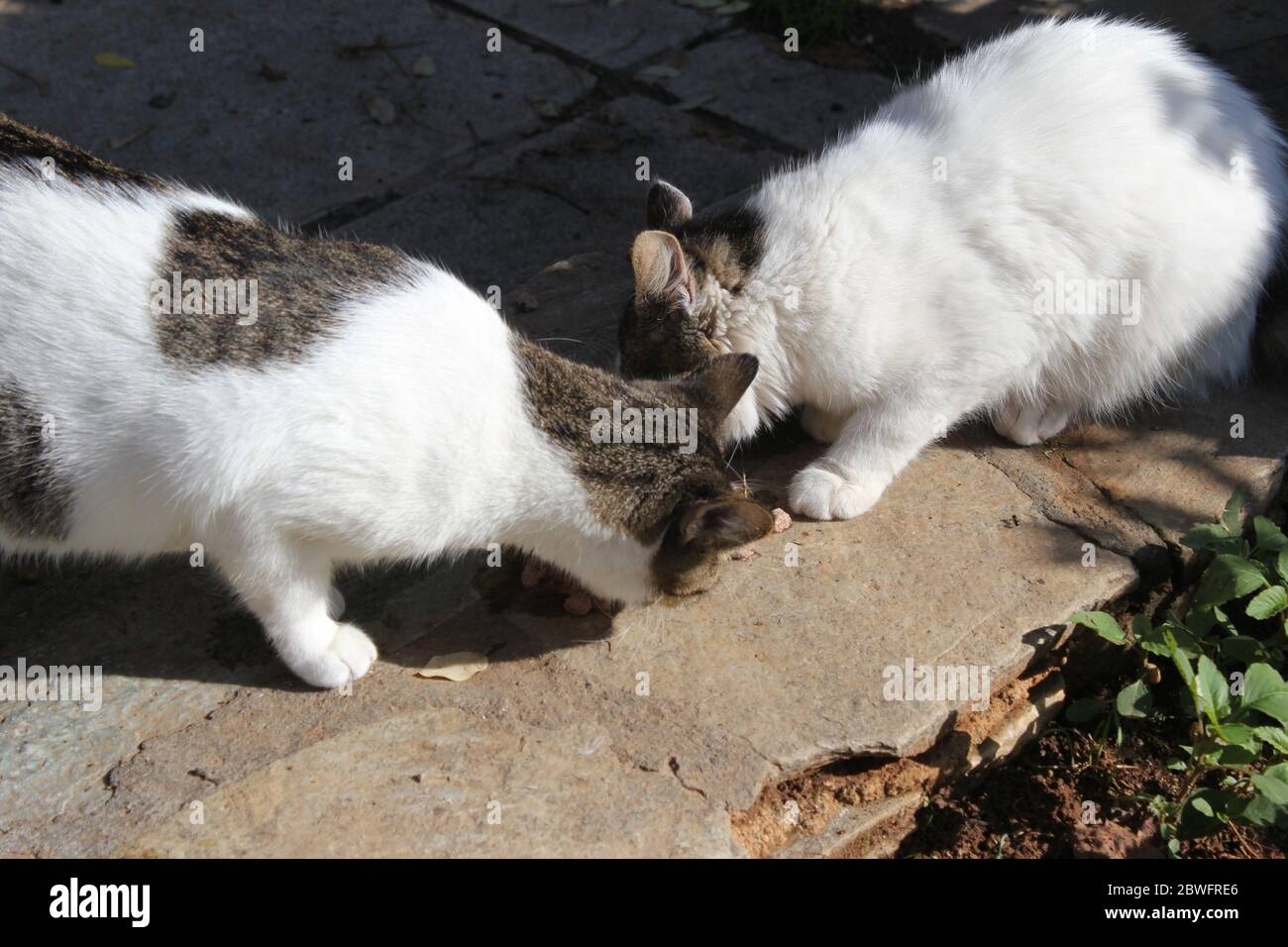 Stray cats eating cat food outside Stock Photo - Alamy