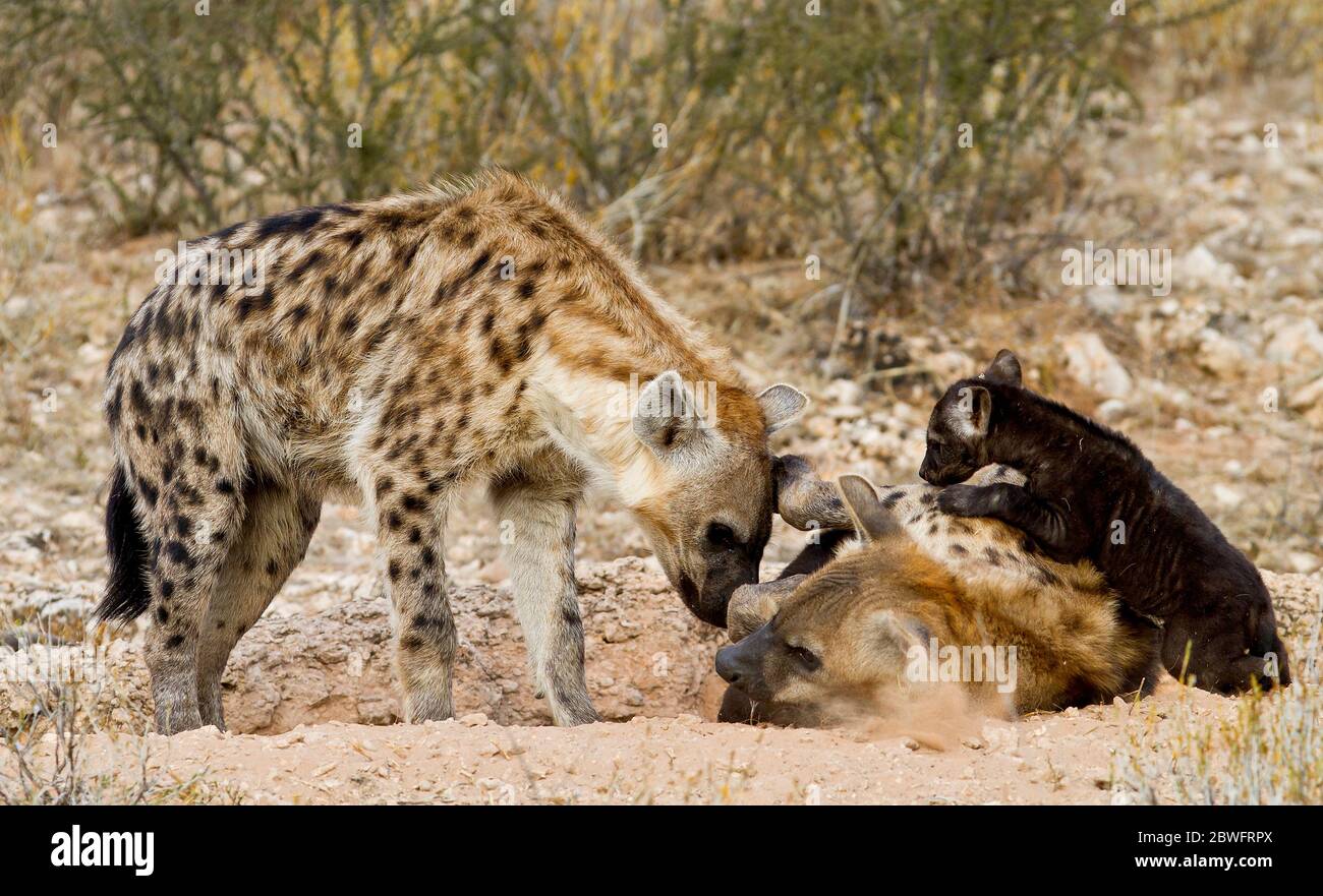 heyna and cubs africa, kgalagadi, kalahari Stock Photo - Alamy