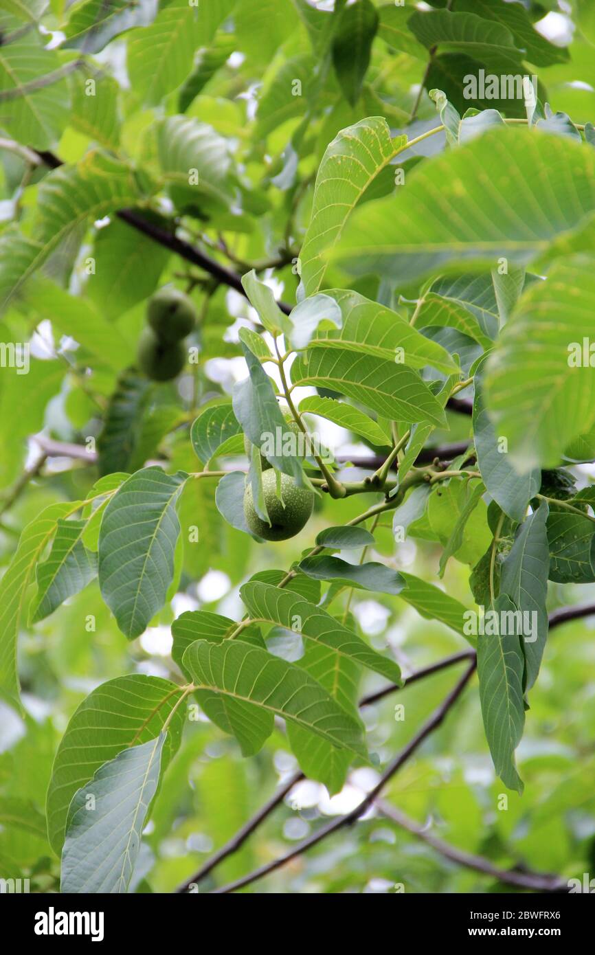 Juglans regia fruits ripening among green foliage on tree. Nuts growing ...