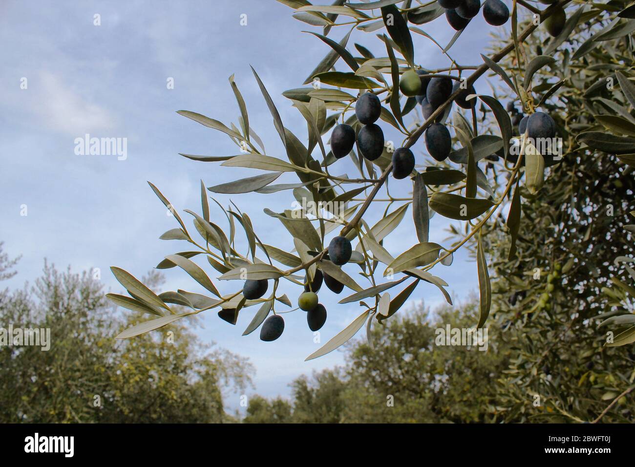 Koroneiki olives on olive tree in Messinia, Peloponnese, Greece Stock ...