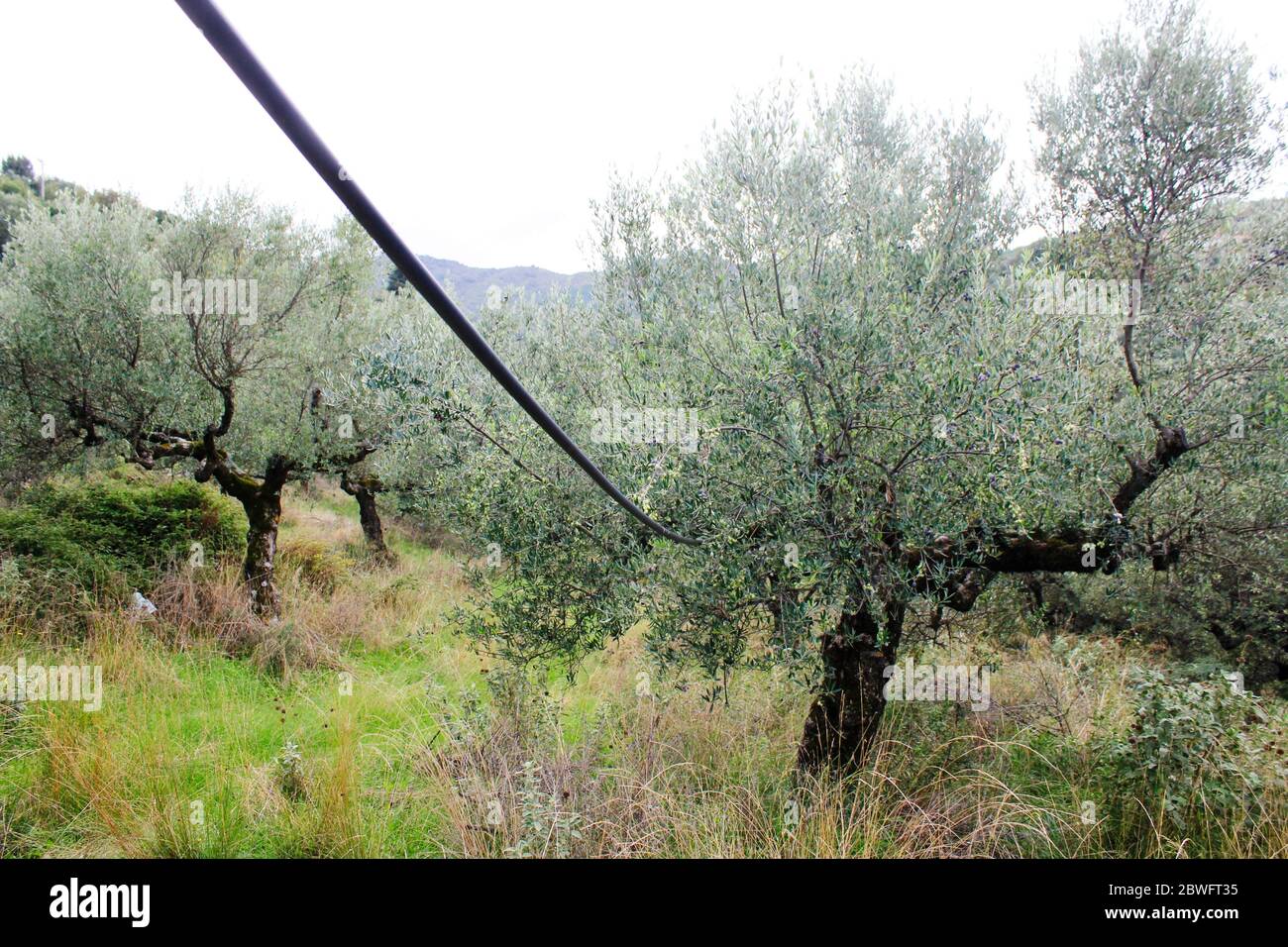 Olive tree irrigation system hi-res stock photography and images - Alamy