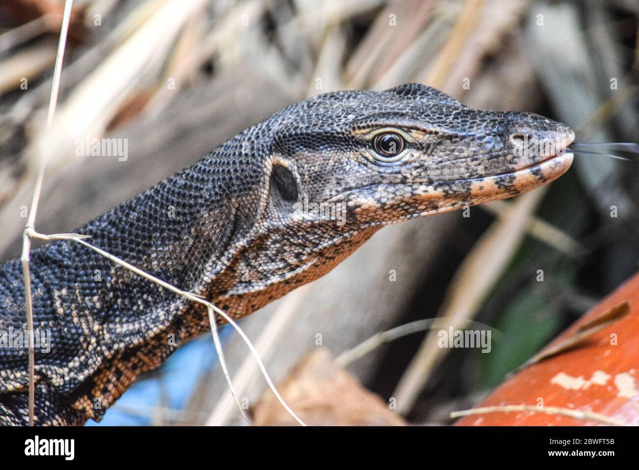 Asian water monitor teeth hi-res stock photography and images - Alamy