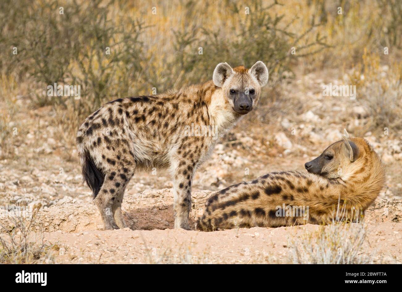 heyna and cubs africa, kgalagadi, kalahari Stock Photo - Alamy