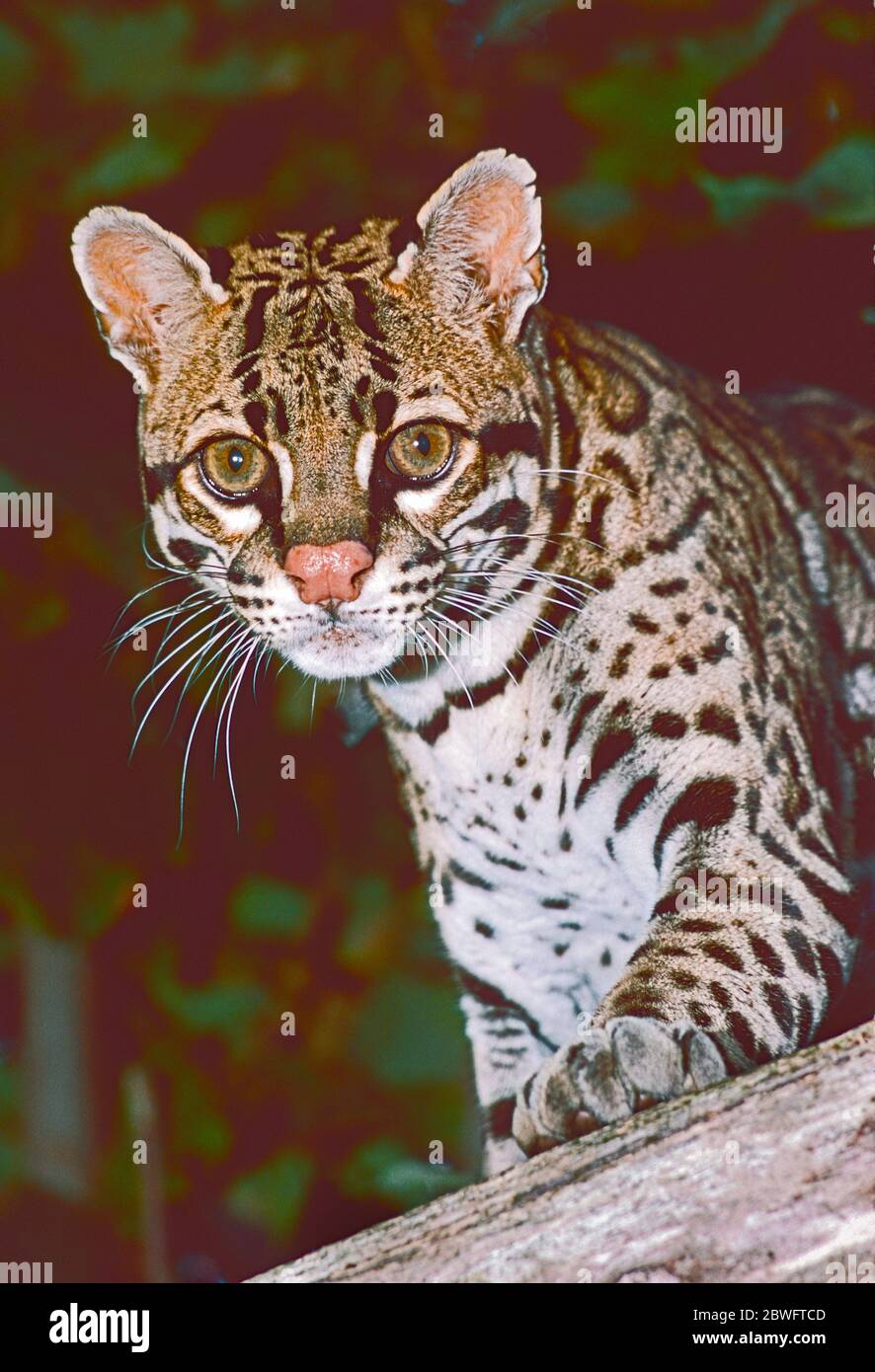 Female Ocelot , (Leopardus pardalis,) ranging from Texas to Northern ...