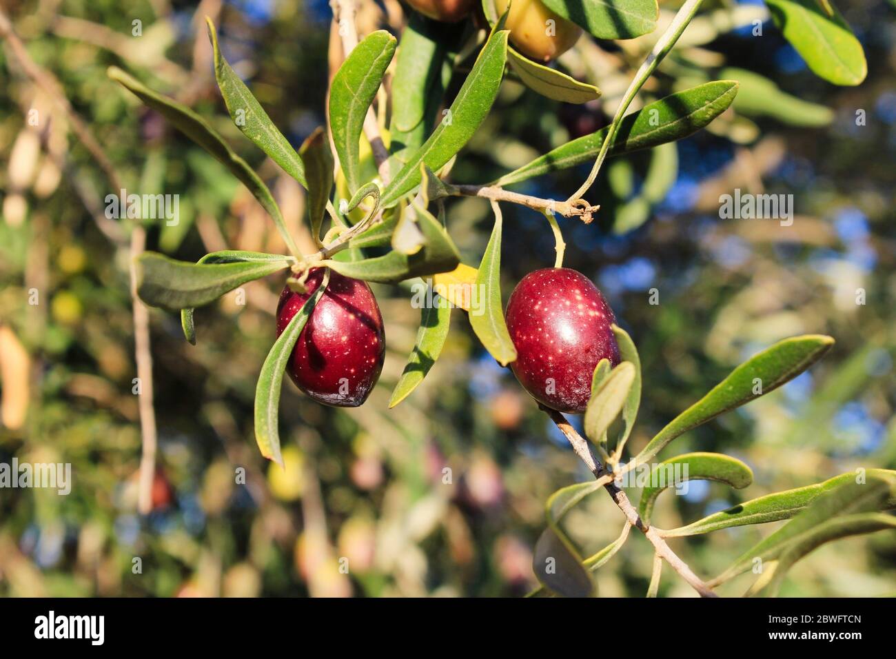 Greece, Attica, olives on olive tree branch Stock Photo - Alamy