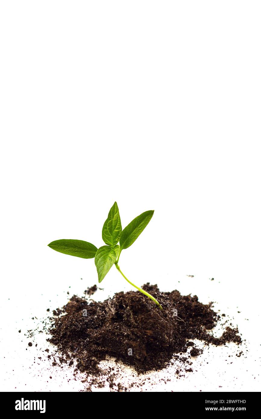 Plant Germination And Growth. concept green world earth day. Seedlings ...