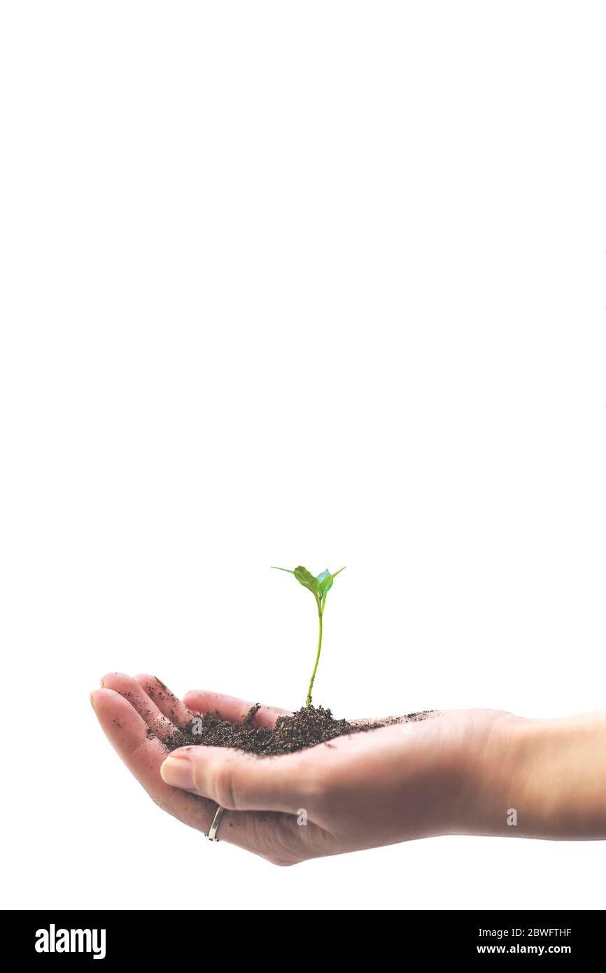 Tree farm seedlings Cut Out Stock Images & Pictures - Alamy
