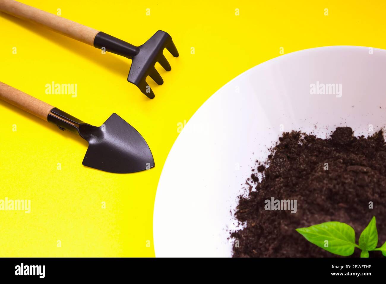 Seedling transplantation hi-res stock photography and images - Alamy